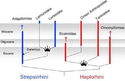 Haplorhini; anthropoidea; anthropoides; haplorhiniens; haplorrhiniens ...
