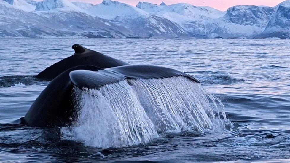 Her kan du «bade» med hval - i Norge - nyheter - Dagbladet.no
