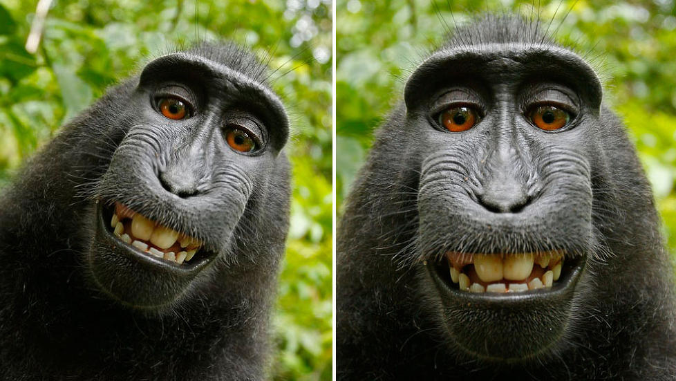 Wikipedia nekter å slette disse ape-selfiene - nyheter - Dagbladet.no