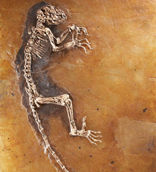 Norske forskere presenterte «missing link» i New York i dag - nyheter ...