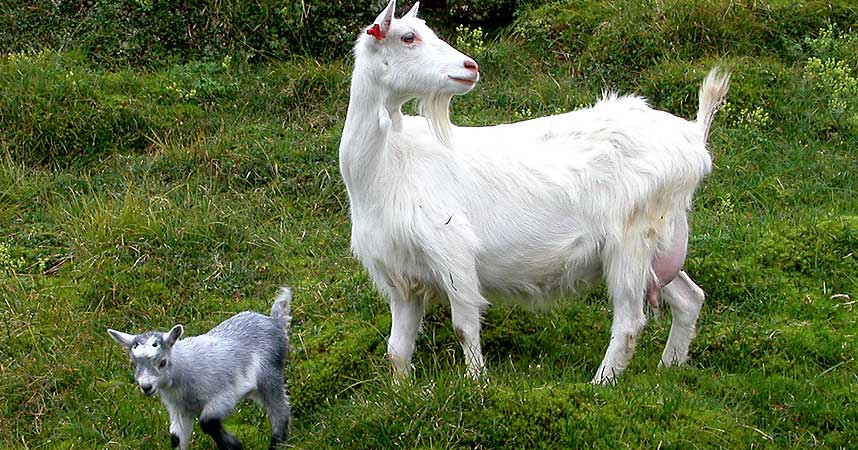 Geite- og hønsesjokk under danske juletrær - Nyheter - Dagbladet.no